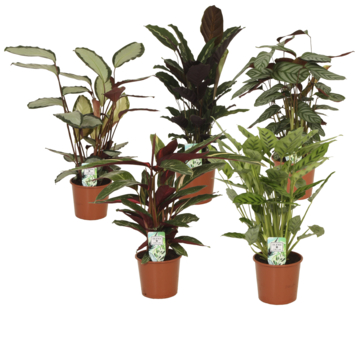 Calathea gemengd potmaat 17 cm kopen? Bloemen & planten | Karwei